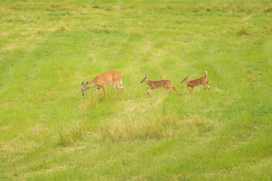 WI Whitetail Summer Coats » Turtle Creek Outfitters