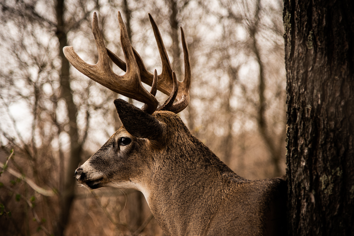 Trophy Buck from Wisconsin