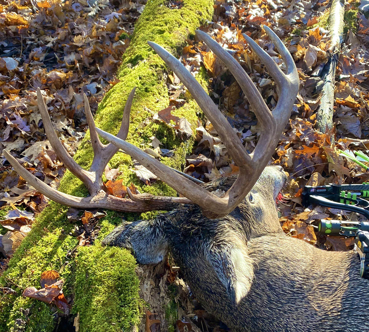 WI Trophy Archery Buck